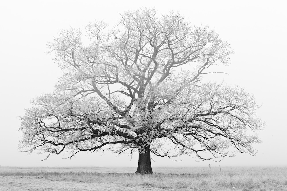 What Jesus Does To Those Who Never Bear Fruit Redeemer Bible